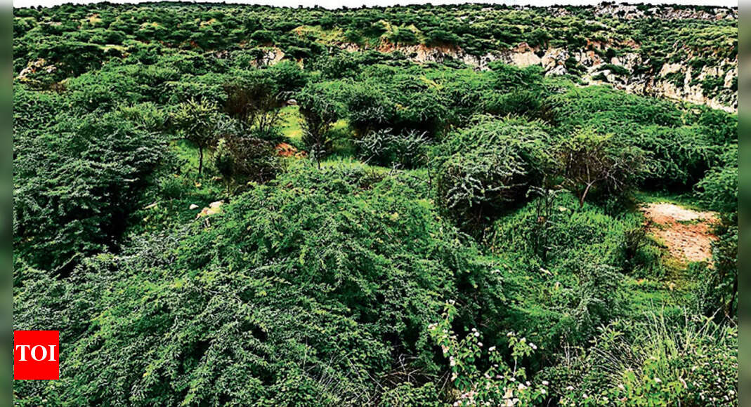 Haryana: Haryana Kicks Off Its First Tree Count, To Take 1 Yr | Gurgaon ...