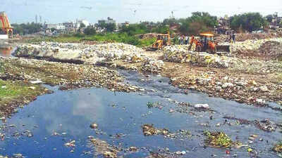 Mosquito: Rmc To Bring Larvicidal Fish To Curb Mosquito Breeding ...