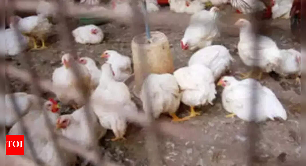 Poultry Farms At A Loss Over Chicken Deaths Due To Heat | Pune News ...