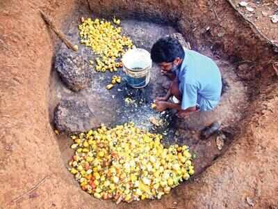 Standardising cashew feni: Industry, academia tie-up for research on ...