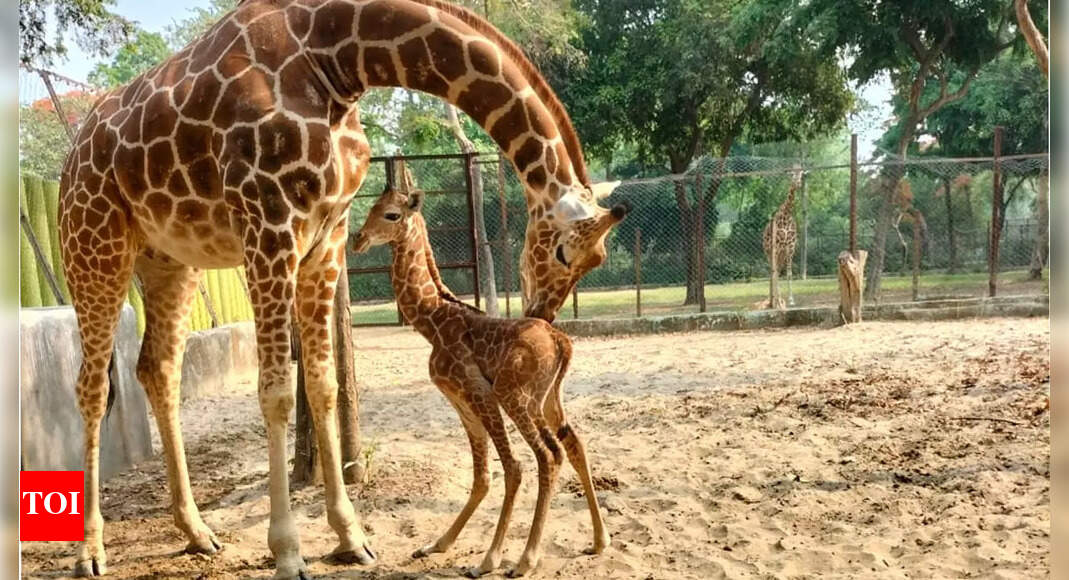 Patna Zoo: Baby Giraffe Born At Zoo | Patna News - Times of India