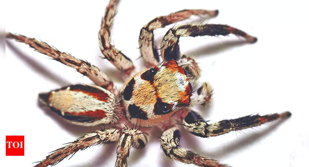 New Species Of Jumping Spider Spotted At Desert National Park | Jaipur ...