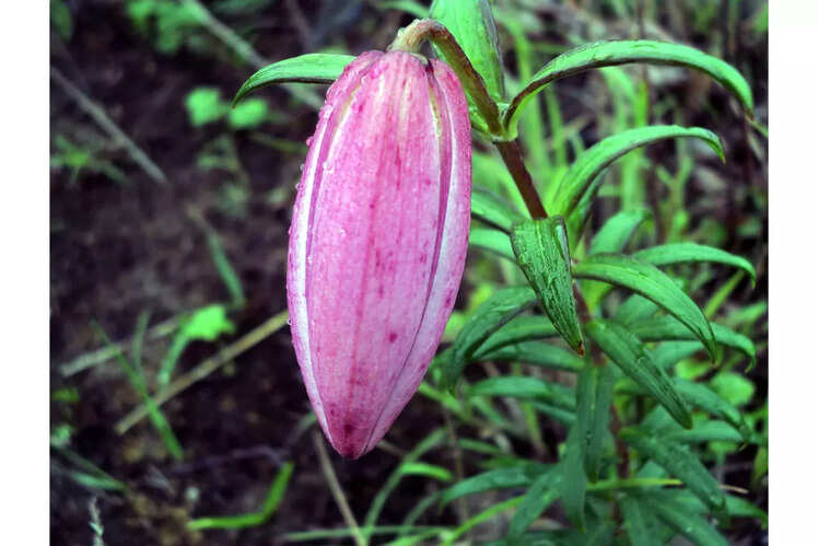 Irresistible reasons to explore Manipur | Times of India Travel