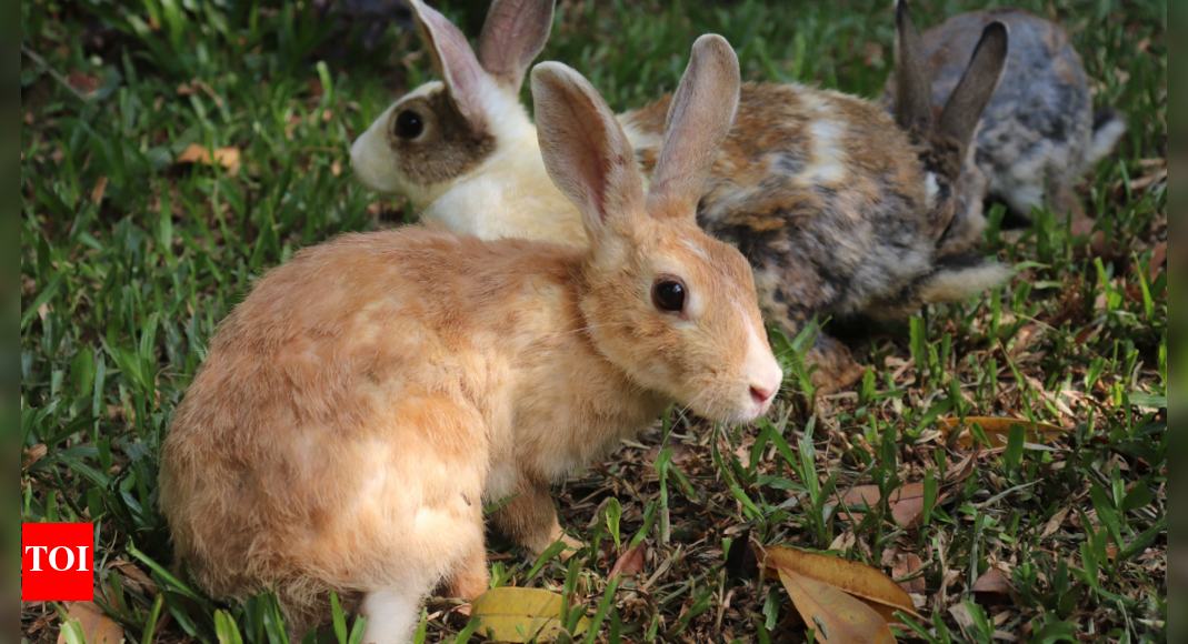 Kambli: Mumbai: Vinod Kambli relinquishes five rabbits to PETA India ...