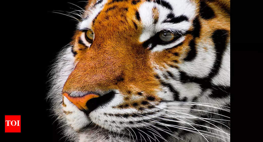Visakhapatnam: ‘tiger’ Sparks Panic In Villages | Visakhapatnam News ...