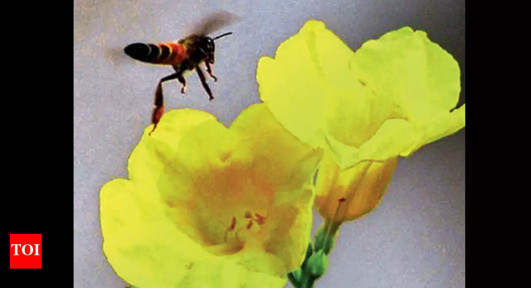 Bee: Bee Venom Has Potential For Covid Drugs | Hyderabad News - The ...