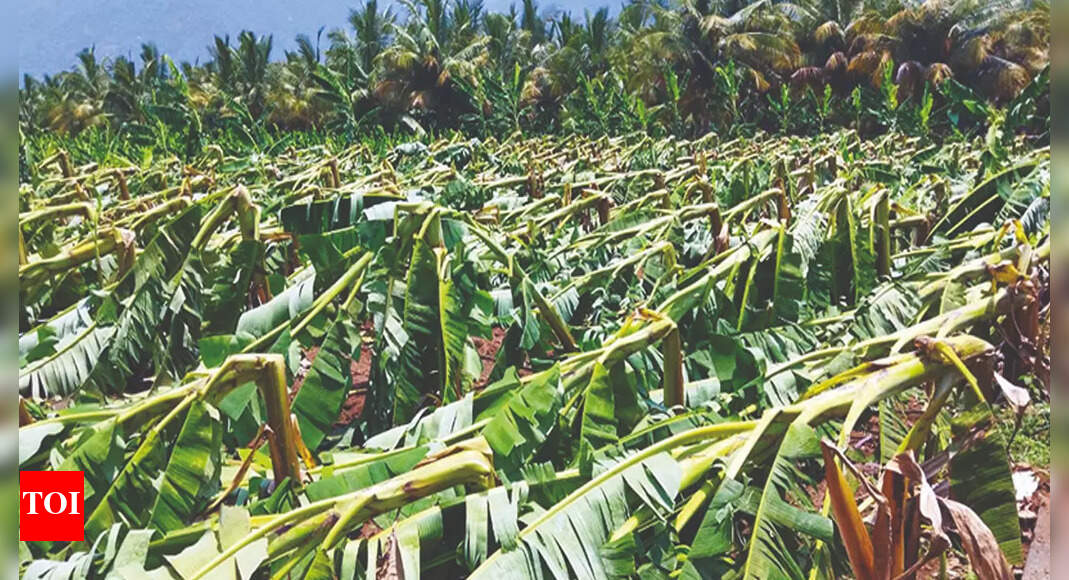 Over 10,000 Banana Plants Damaged In Strong Wind | Coimbatore News ...