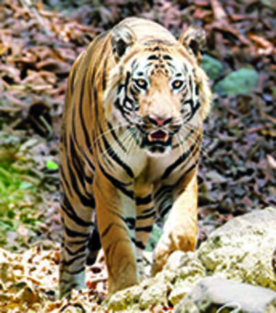 Painganga: Tigers Sighted In Little-known Koka And Painganga Reserves ...