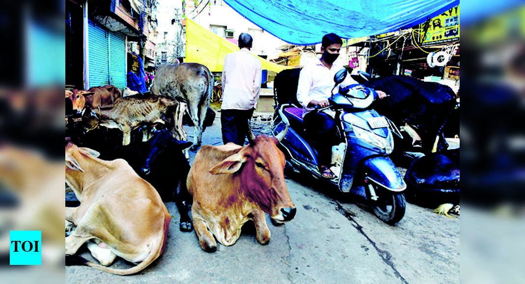 Gandhinagar: Ngos To Get Grants To Shift Abandoned Cows | Ahmedabad ...