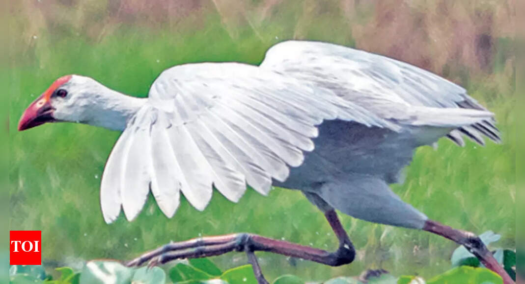 Only one bird of this species exists. It lives in Odisha | Bhubaneswar ...