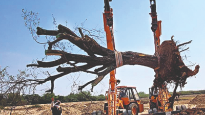 Nalgonda: 200 Trees Moved To Make Way For Roads In Nalgonda | Hyderabad ...