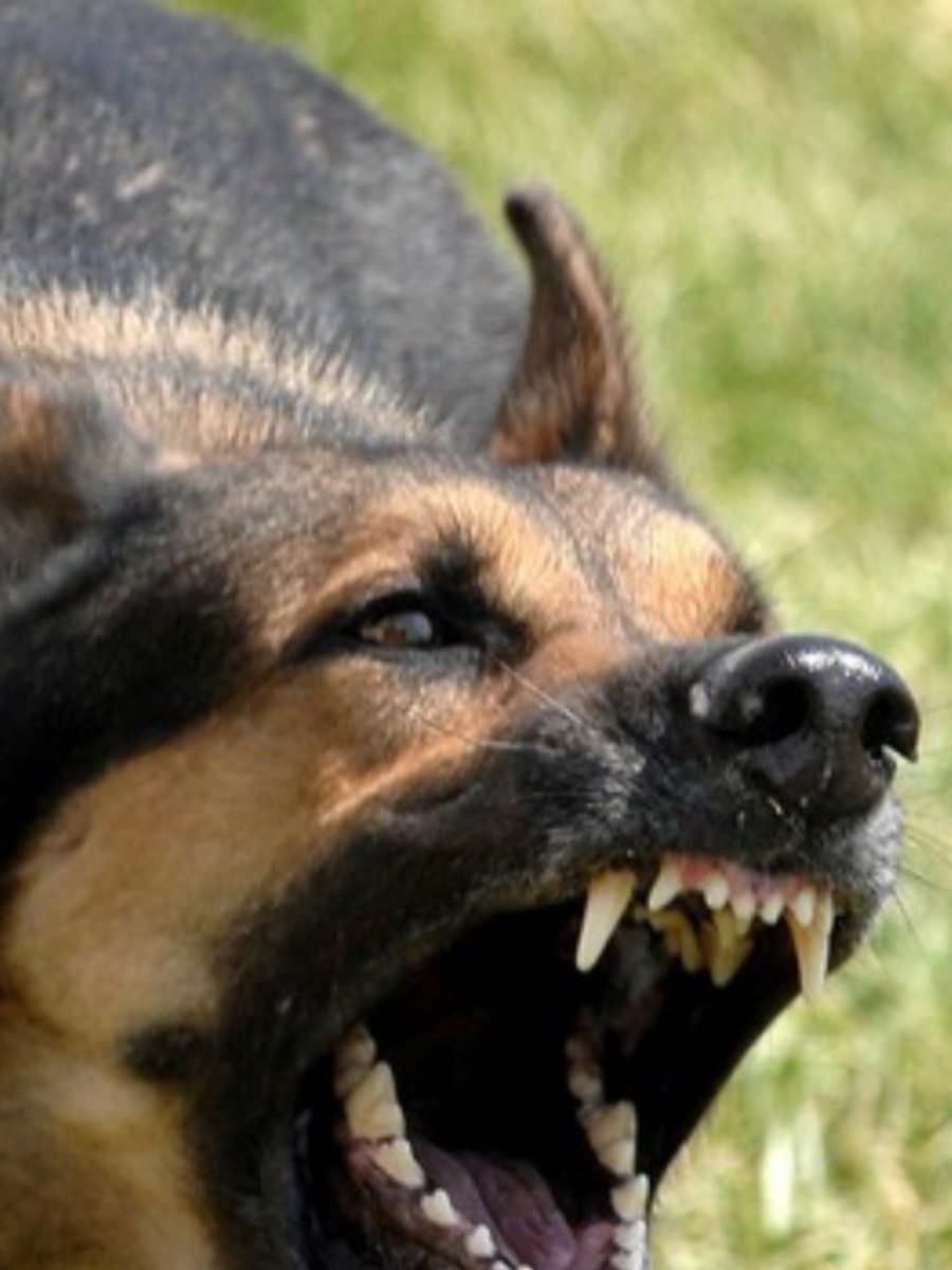 The most dangerous dog breeds in the world | Times Now