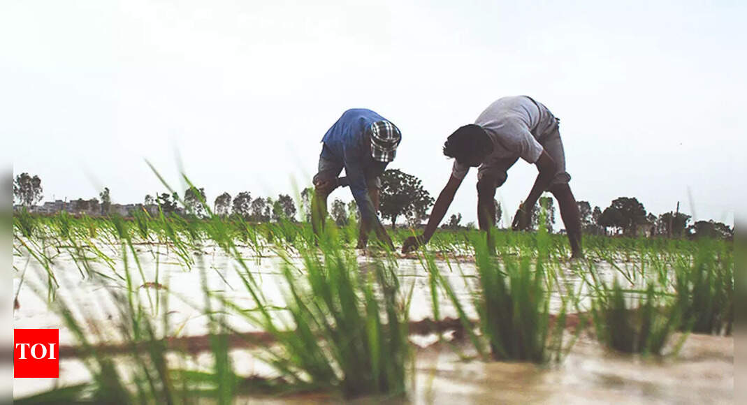 Punjab: Farmers Say Phased Paddy Sowing May Cause Yield Loss ...