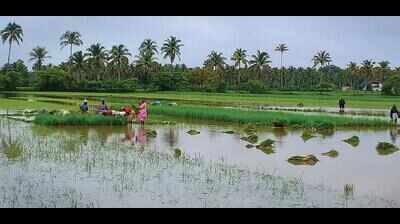 Mormugao likely to get zonal agro office in June | Goa News - Times of ...