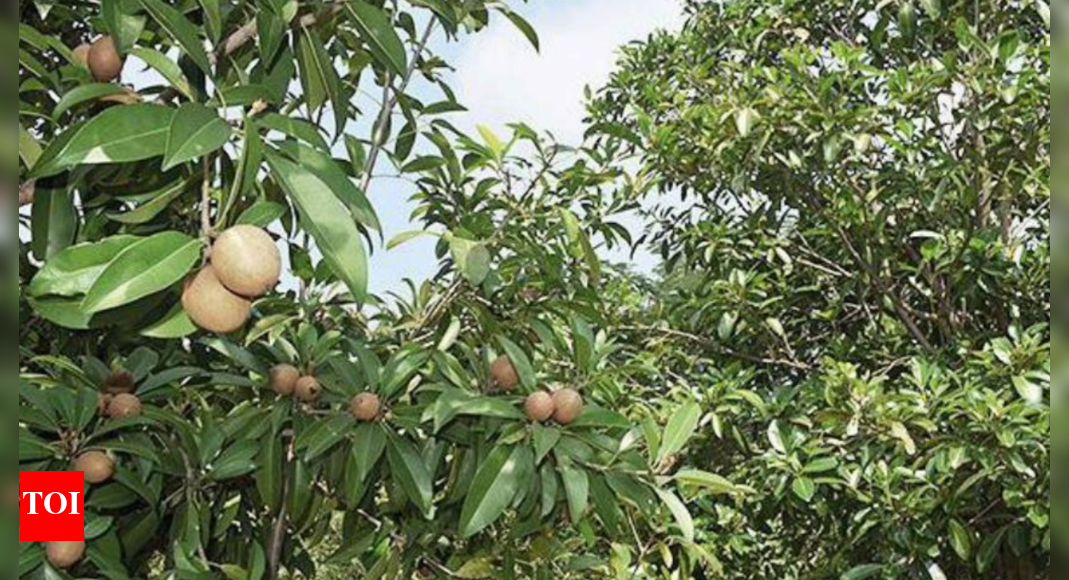 Fruit Trees To Replace Acacia On 200 Ha In M’luru Forest Division, Says ...