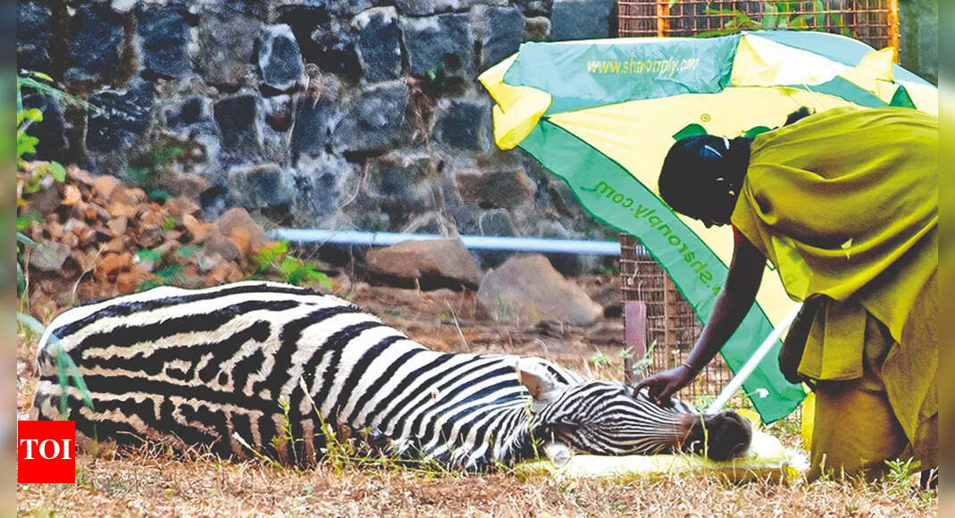 Zebra Faints At Zoo; Not Due To Heat, Say Officials | Chennai News ...
