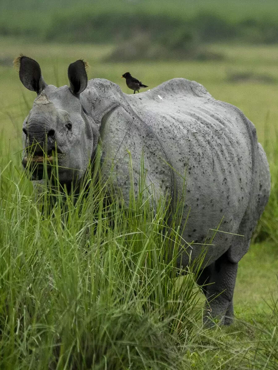 Mesmerising wildlife of Assam | Times Now