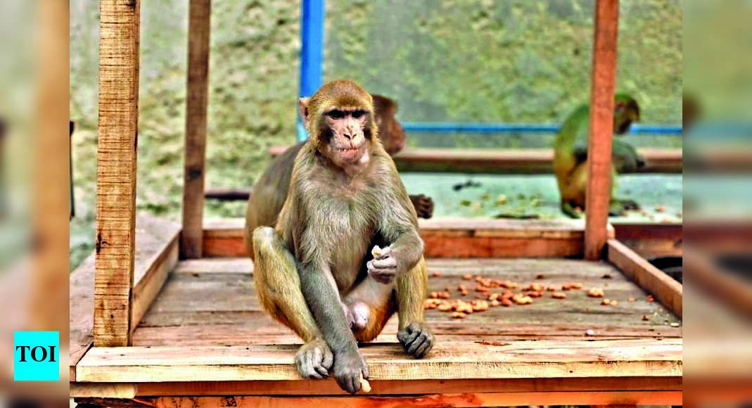 2 Attacked, Pots Damaged, Gardens Raided But Monkeys Are Nobody’s ...