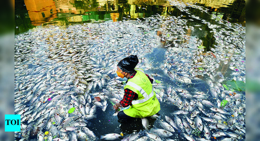 Bmc: Insufficient O2 May Have Suffocated Banganga Fish: Report | Mumbai ...