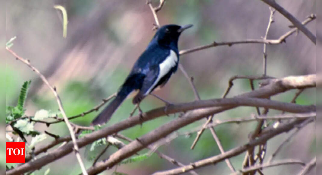 Aravalis: Birders’ Delight As Summer Avian Guests Start Flocking To ...
