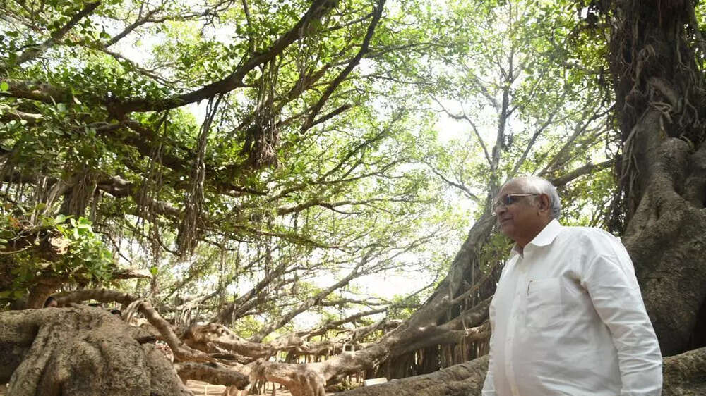 Photos: This 500-year-old tree to be developed as tourist spot in ...