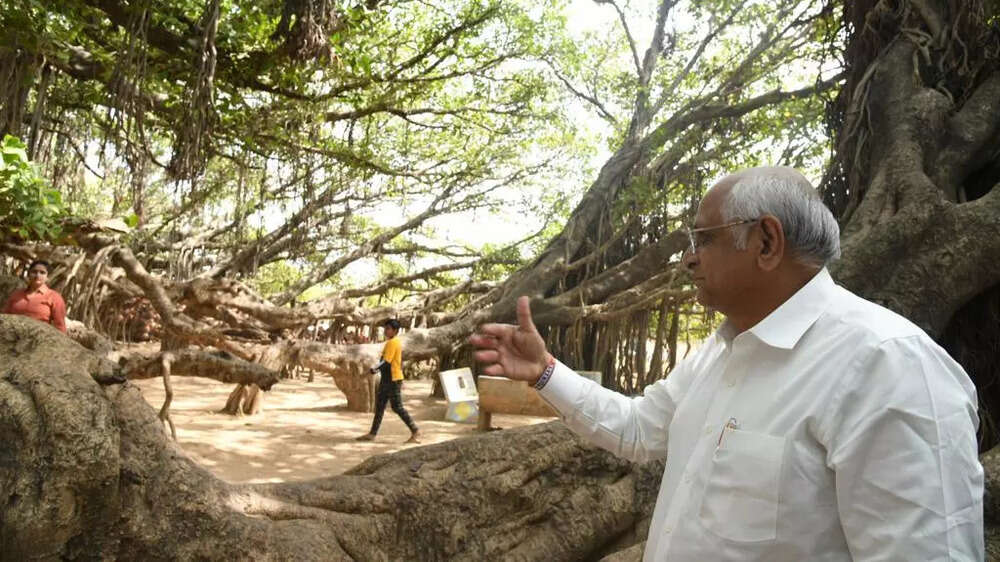 Photos: This 500-year-old tree to be developed as tourist spot in ...