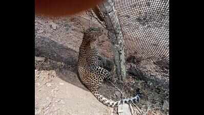 Leopard cub trapped in wire snare, dies | Nagpur News - Times of India