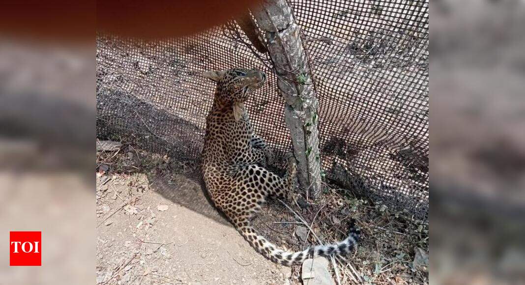 Leopard cub trapped in wire snare, dies | Nagpur News - Times of India