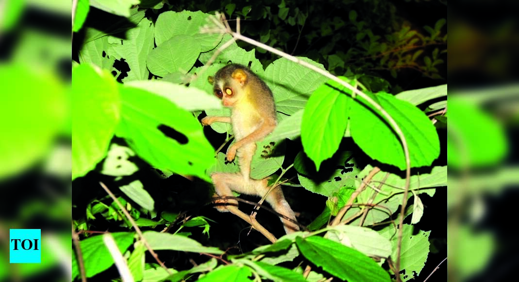 Slender Loris: Acoustic Recorders To Track Slender Loris | Chennai News ...
