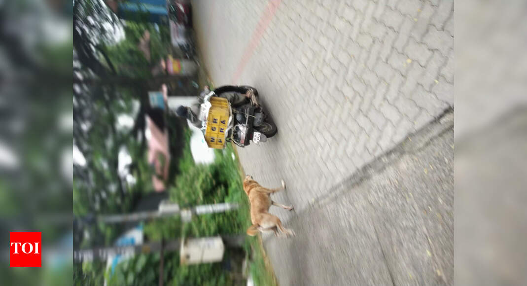 Stray dog menace - Times of India