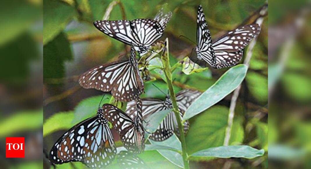 Array of butterflies delight nature lovers at Cotigao park | Goa News ...