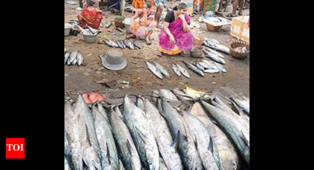 Vanjiram At ₹1,600/kg: Find Other Fish To Fry | Chennai News - Times of ...