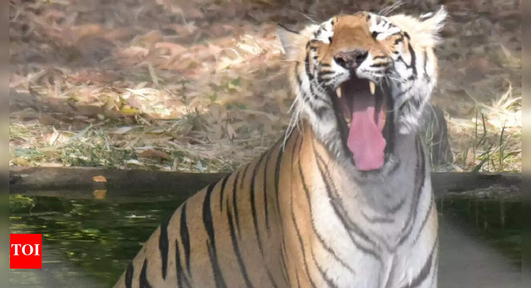 Maharashtra: Two killed in tiger attacks at Chandrapur and Gadchiroli ...