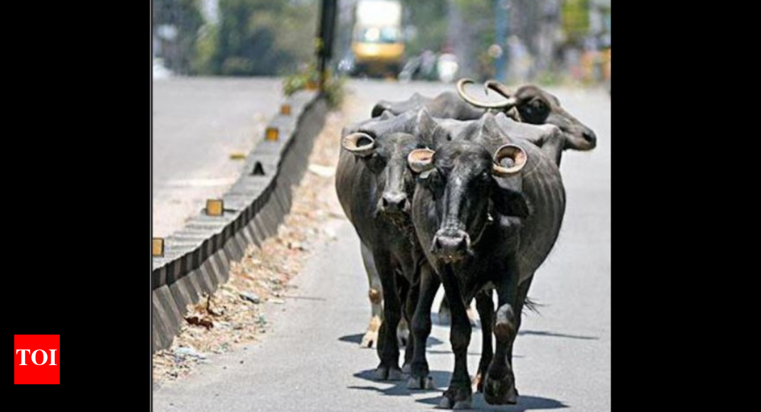 Buffalo slaughter: Gujarat cops to slap PASA for multiple offences ...