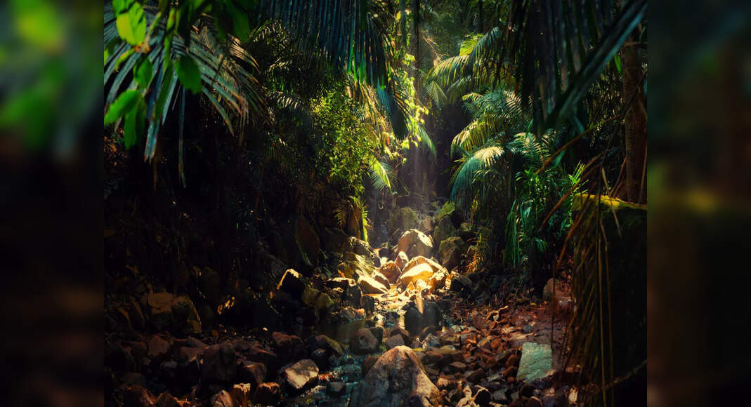 Forest areas in Goa to be developed as ecotourism destinations ...