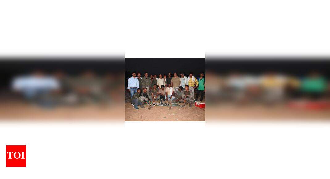 Problem tiger of Armori captured | Nagpur News - Times of India