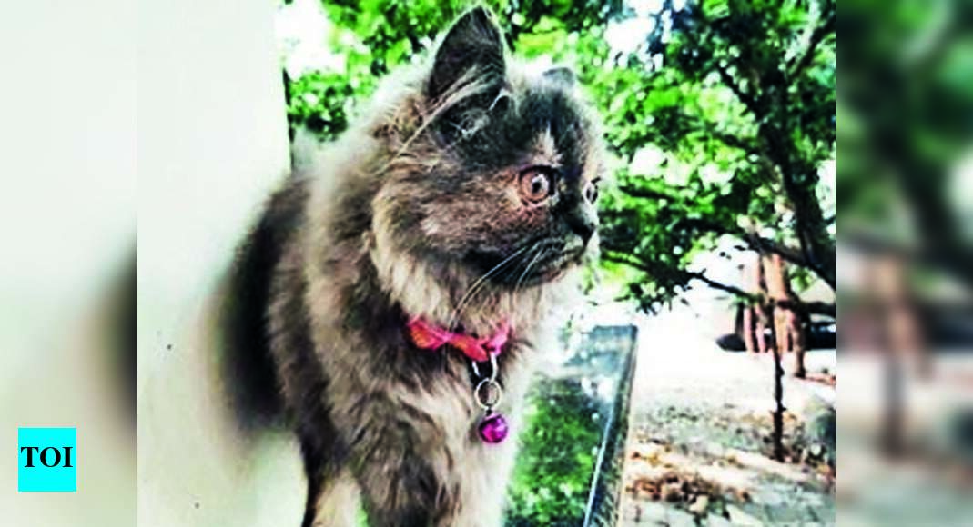 Nila: Owners Offer Reward To Find Missing Cat | Thiruvananthapuram News ...