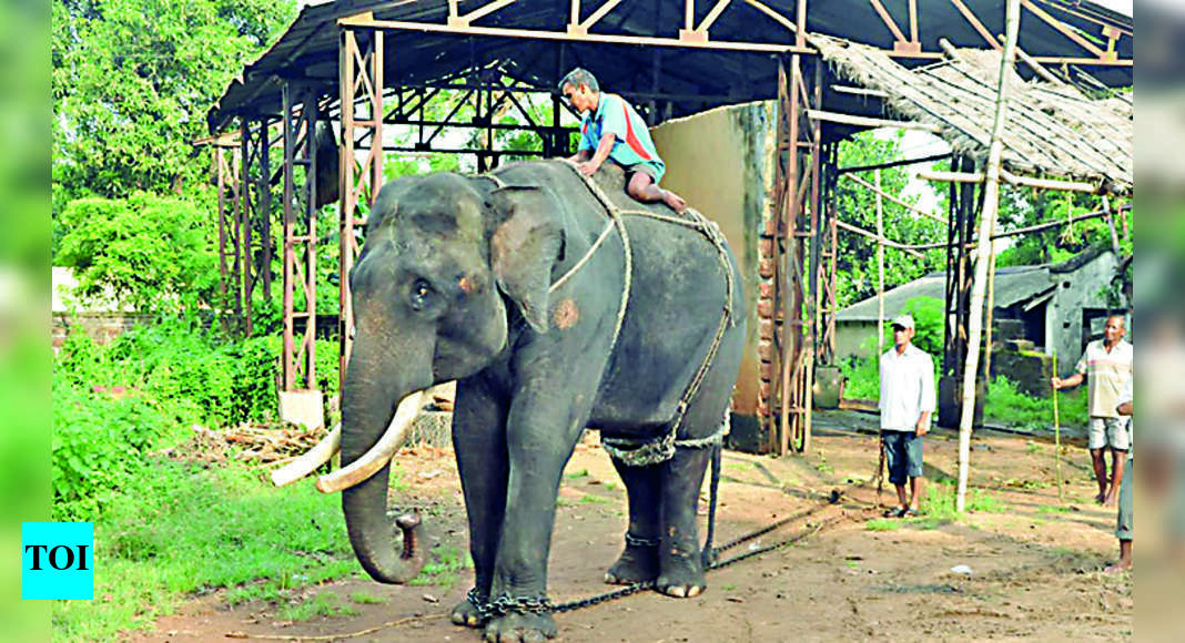 Odisha’s 1st Kumki Elephant Nandan Dies | Bhubaneswar News - Times of India