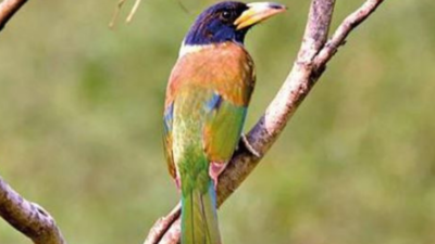 U’khand Has Most Bird Species In India, Says Survey | Dehradun News ...