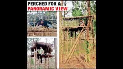 44 tigers sighted in TATR core, buffer | Nagpur News - Times of India