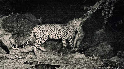 Delhi: Feral cows, monkeys main feed for 5 Asola leopards | Delhi News - Times of India
