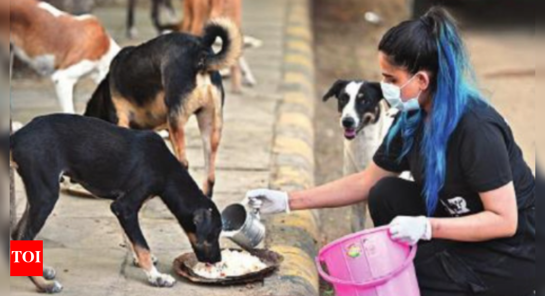 Delhi dog has its day, gets feeding spots in colonies | Delhi News ...