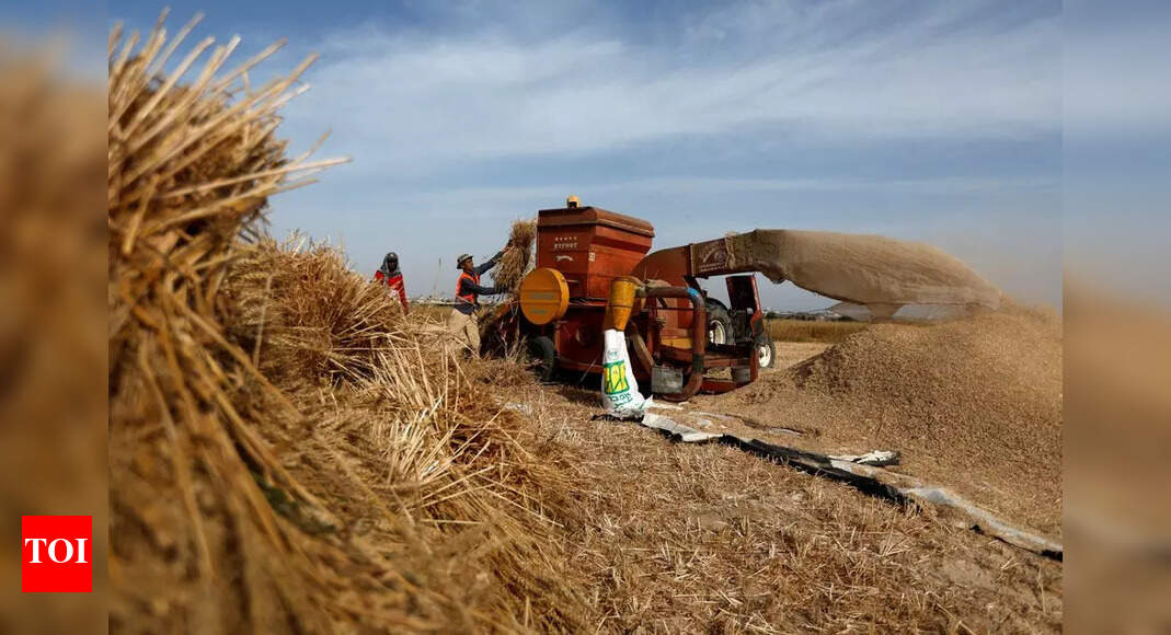 Gaza: Gaza flour mills ground down by Russian-Ukraine conflict - Times ...