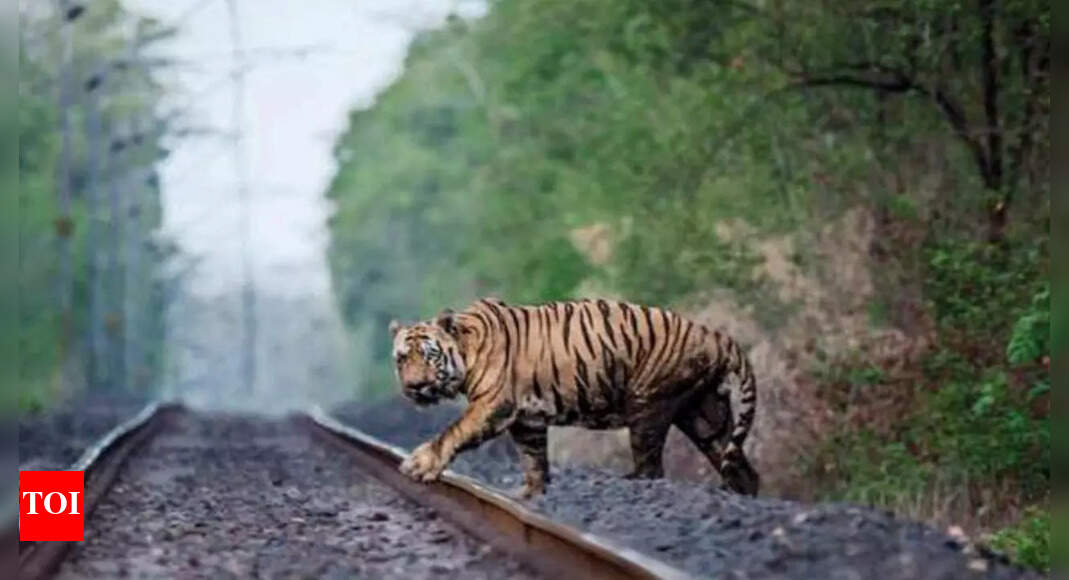 Waghdoh, who sired at least 40 Tadoba tigers, found dead | Nagpur News ...