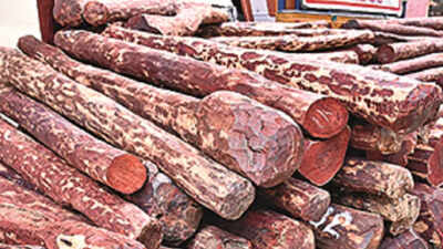 Andhra Pradesh: Red sanders logs worth Rs 22 lakh seized near ...