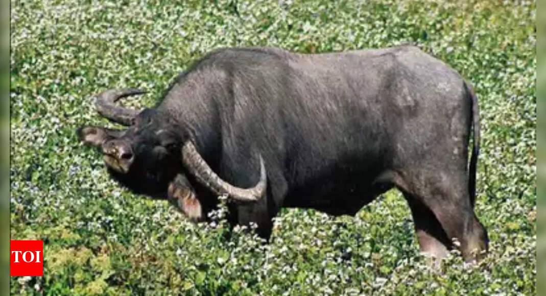 Guwahati: Wild buffalo strays into Kharguli, transquilised | Guwahati ...