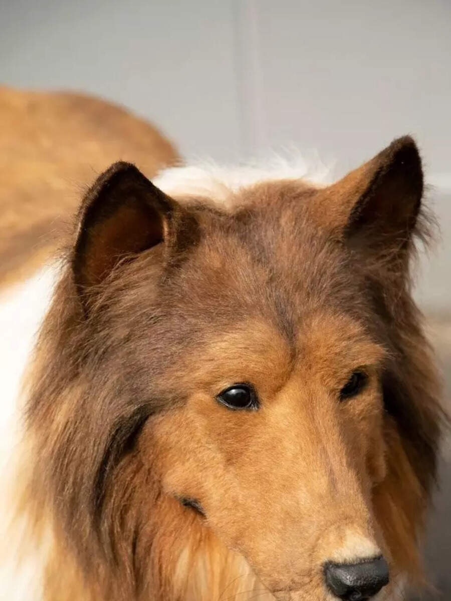 Japanese man becomes a dog, spends INR 12 lakh on the transformation ...