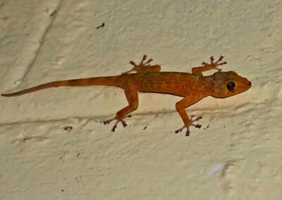 Andhra Pradesh: Endangered Indian Golden Gecko spotted near Kapila ...