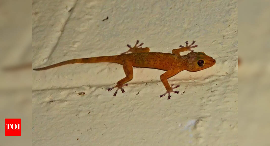 Andhra Pradesh: Endangered Indian Golden Gecko spotted near Kapila ...