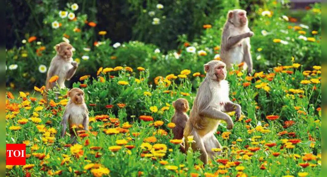 Delhi: Monkey census awaits Rs 95 lakh push to get started | Delhi News ...